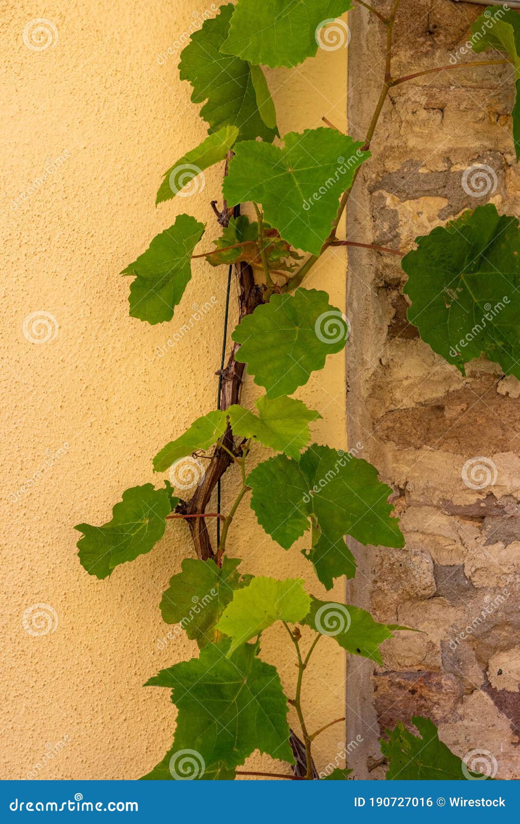 Vertical Picture of Grape Leaves Against a Wall Stock Photo - Image of ...
