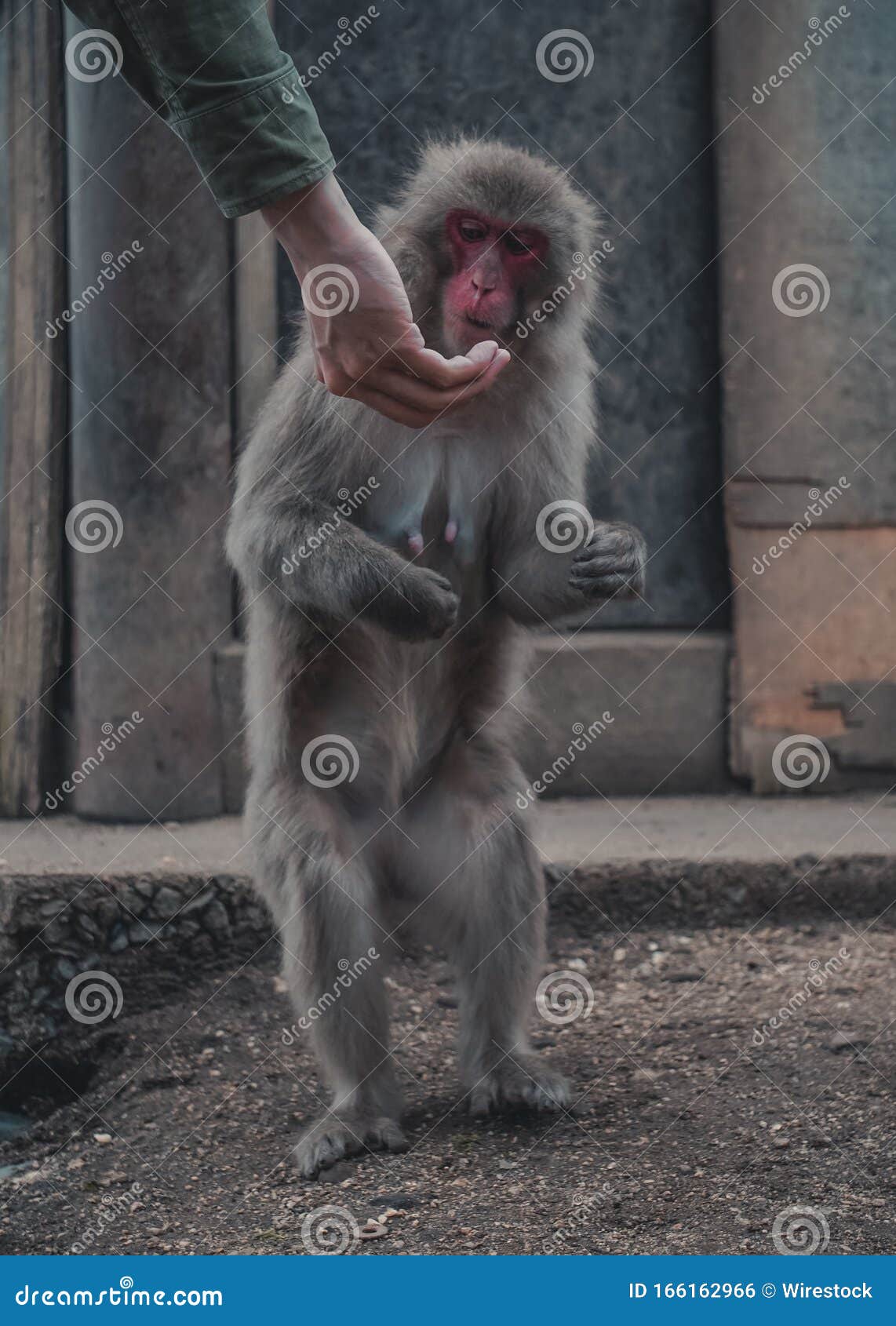 Vertical Picture of a Human Hand-feeding a Standing Grey Japanese ...