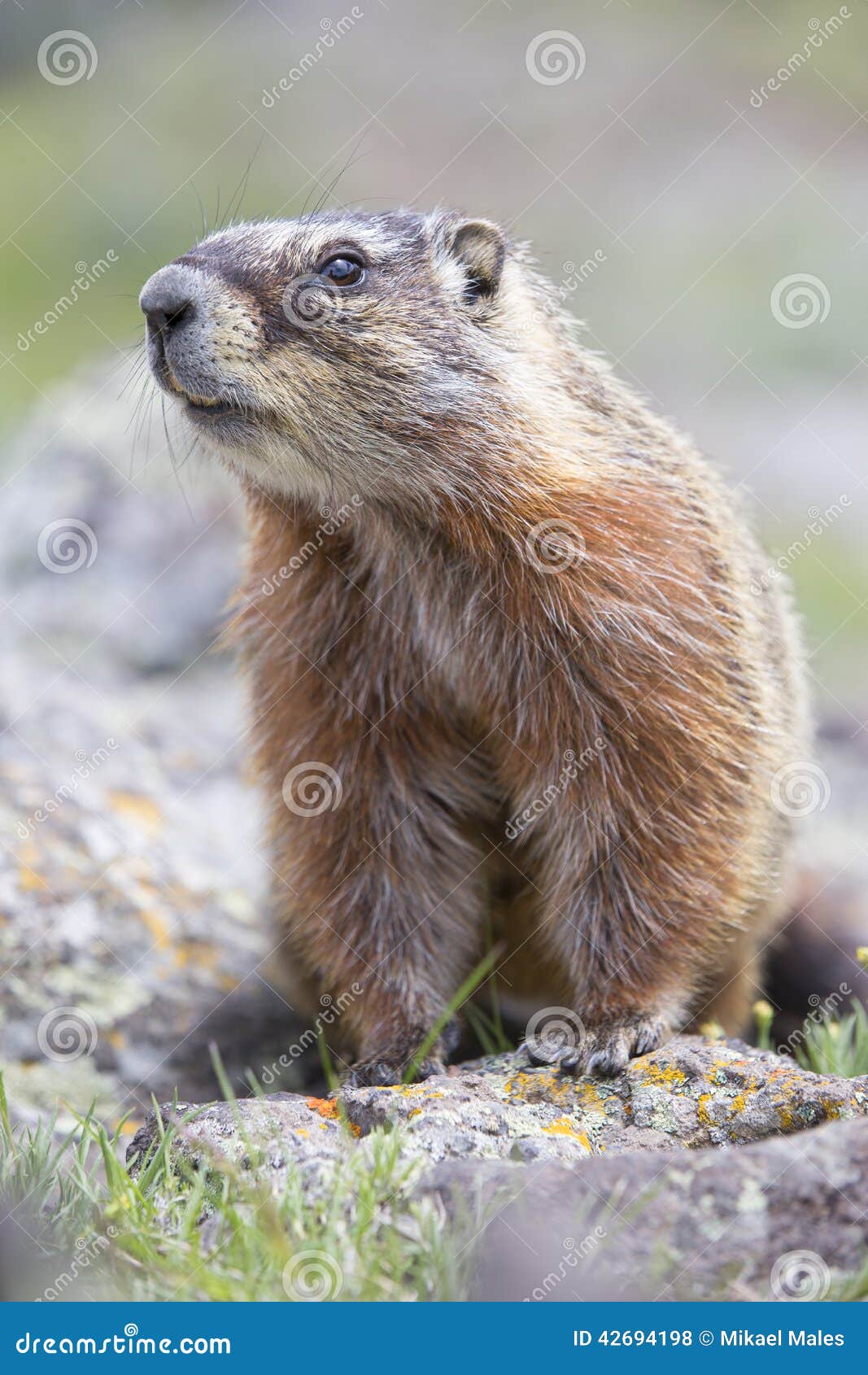 Vertical Picture Of Side View Of Brown Bear On Back Legs Royalty-Free ...