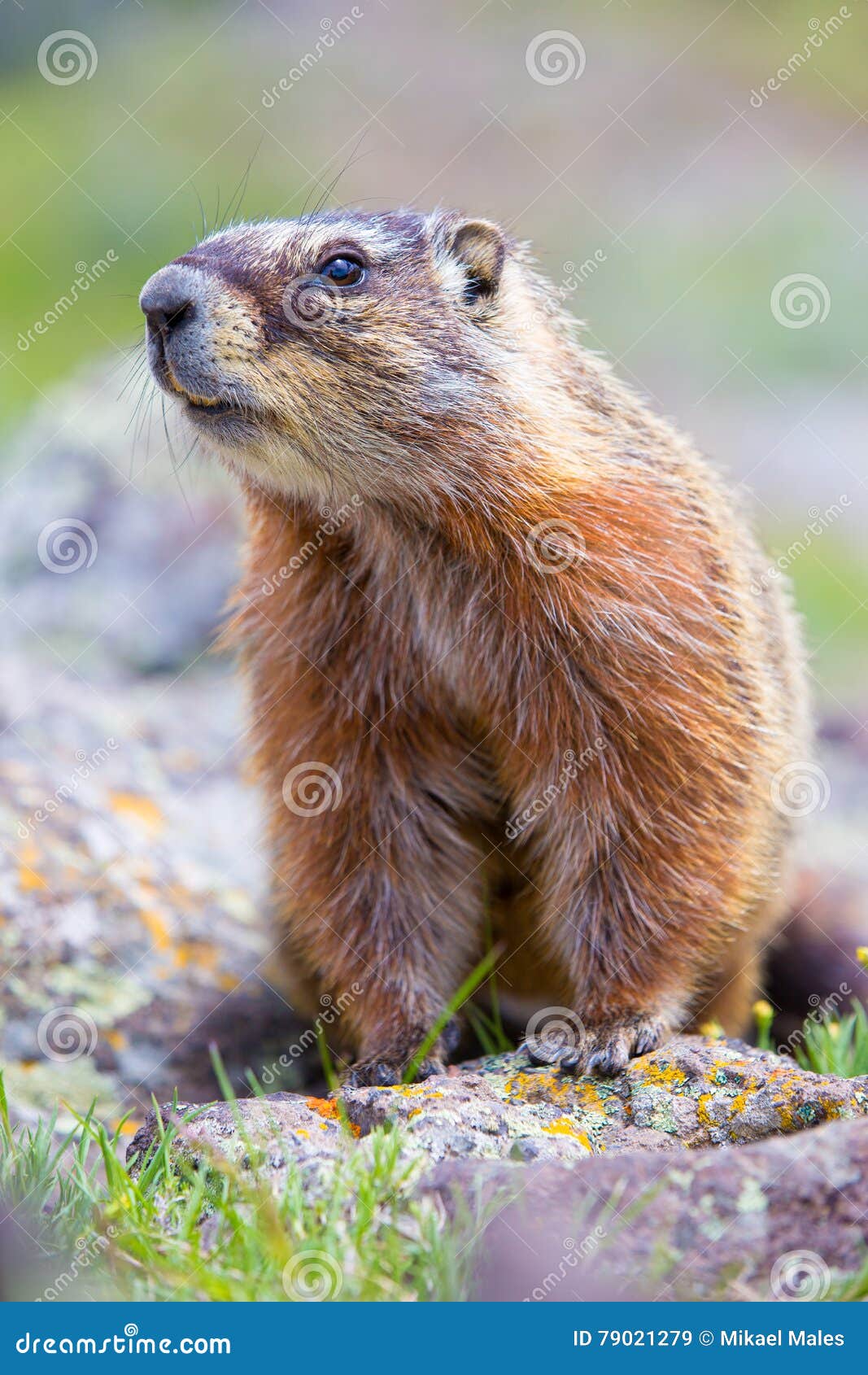Vertical Picture of Marmot by Flowers Stock Image - Image of squirrels ...