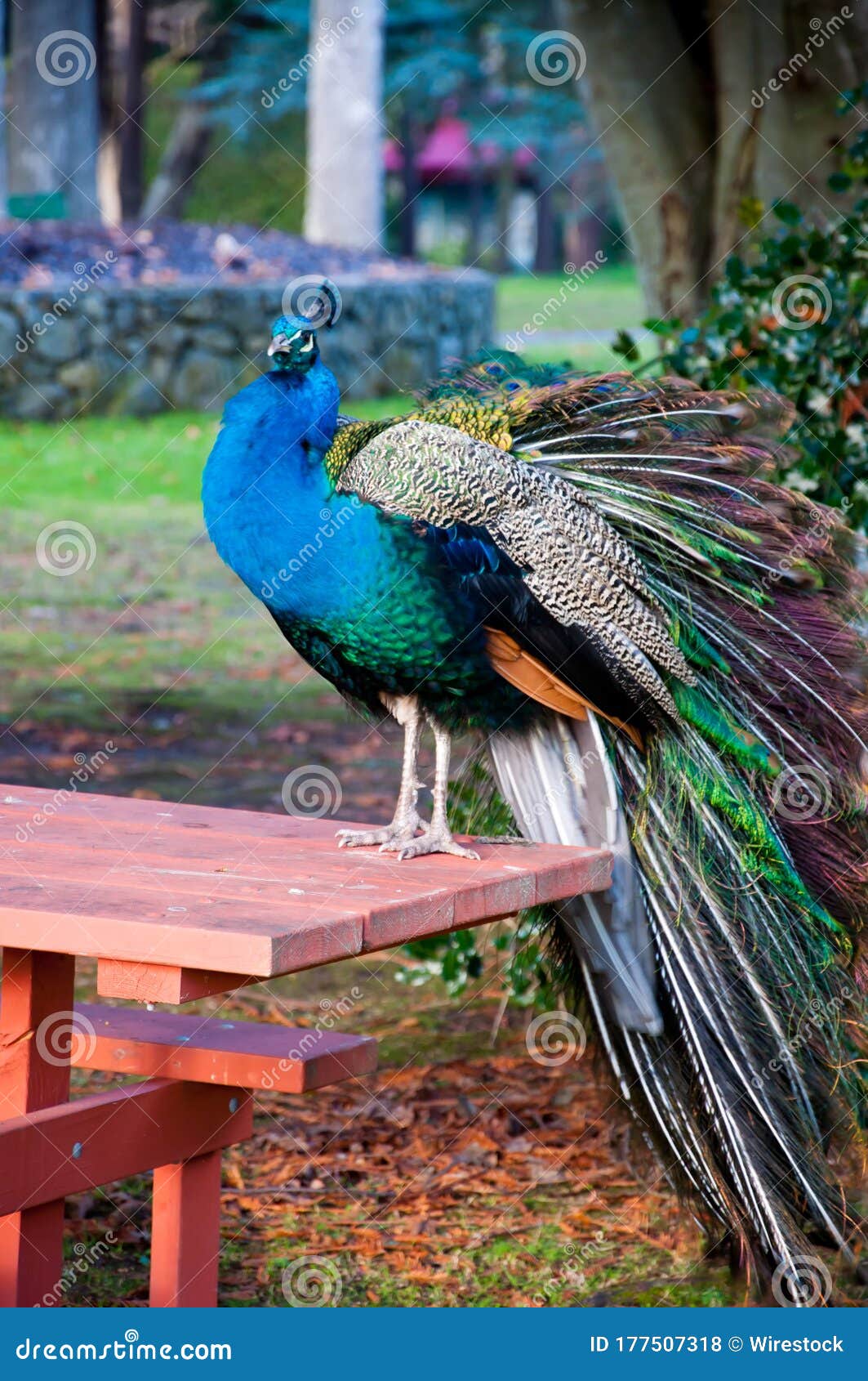 Vertical Picture of a Peacock Standing on a Table in a Park Under the ...