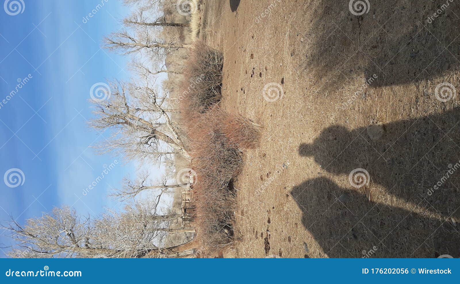 Vertical Picture of Shadows on the Ground Covered in Dry Bushes and ...