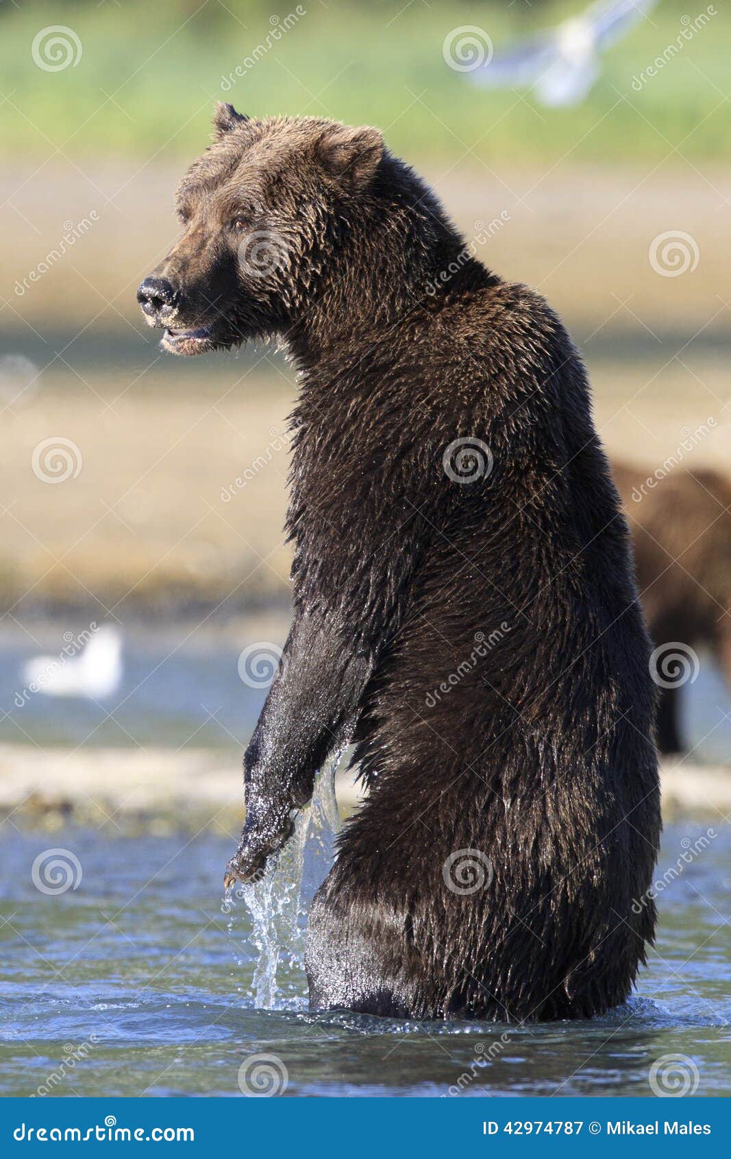 Vertical Picture of Side View of Brown Bear on Back Legs Stock Image ...