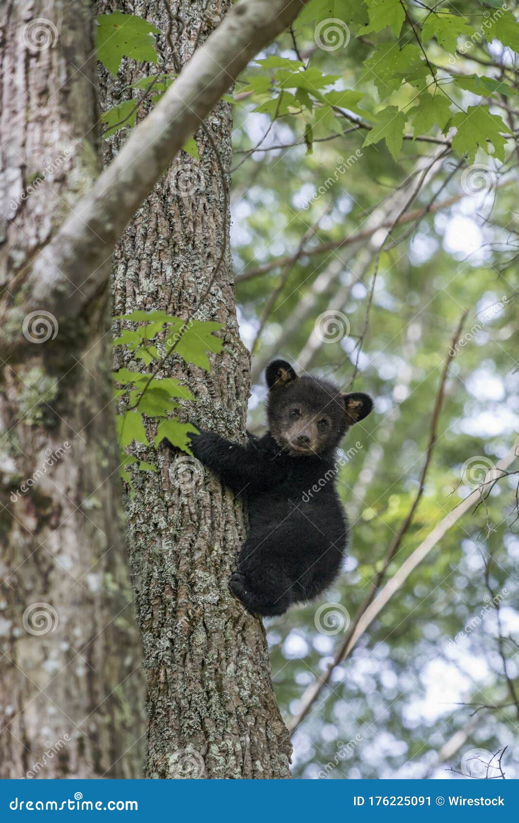 Vertical Picture of a Small Black Bear Climbing a Tree in a Forest ...