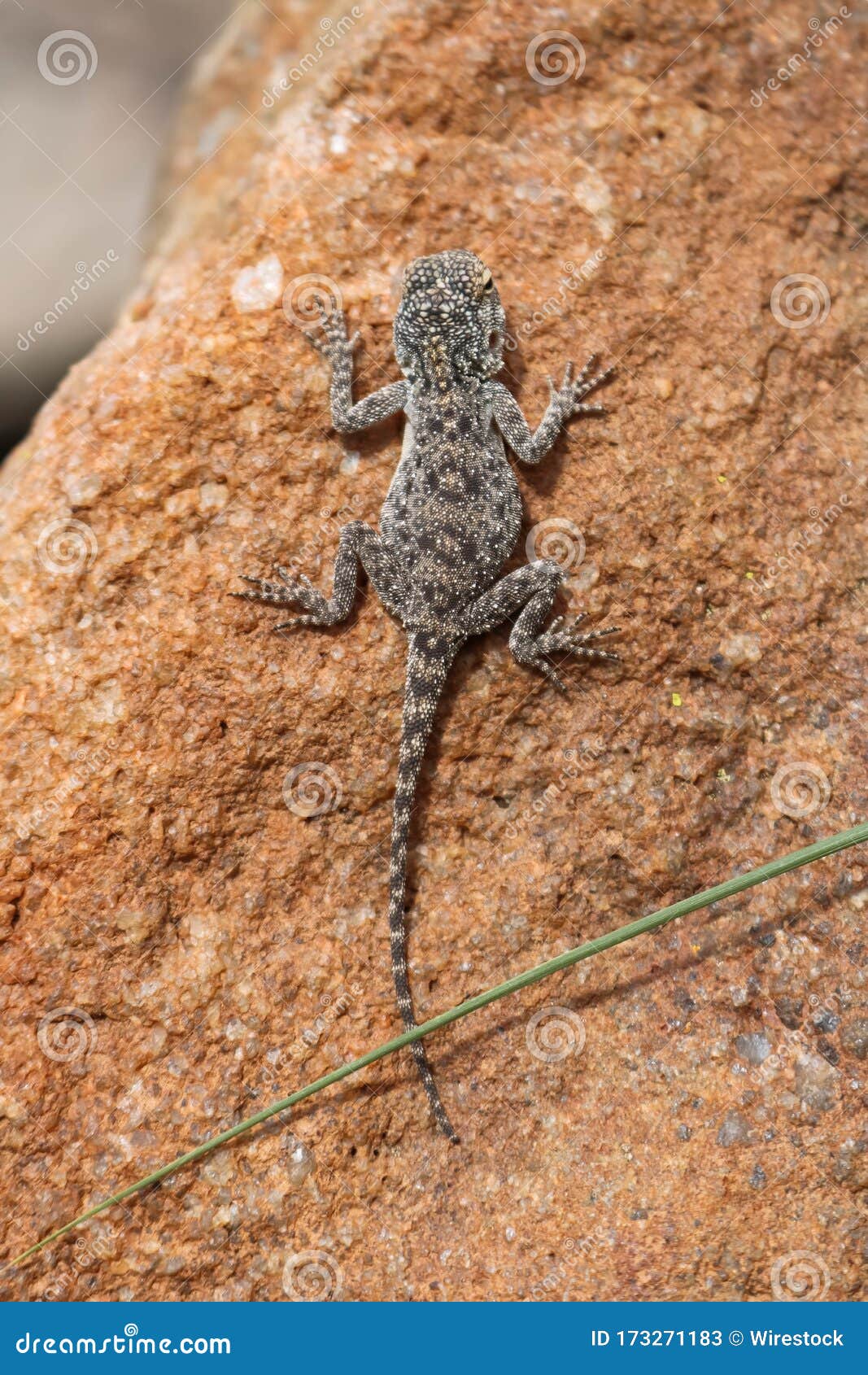 Vertical Picture of a Small Side-blotched Lizard on the Rock Under the ...