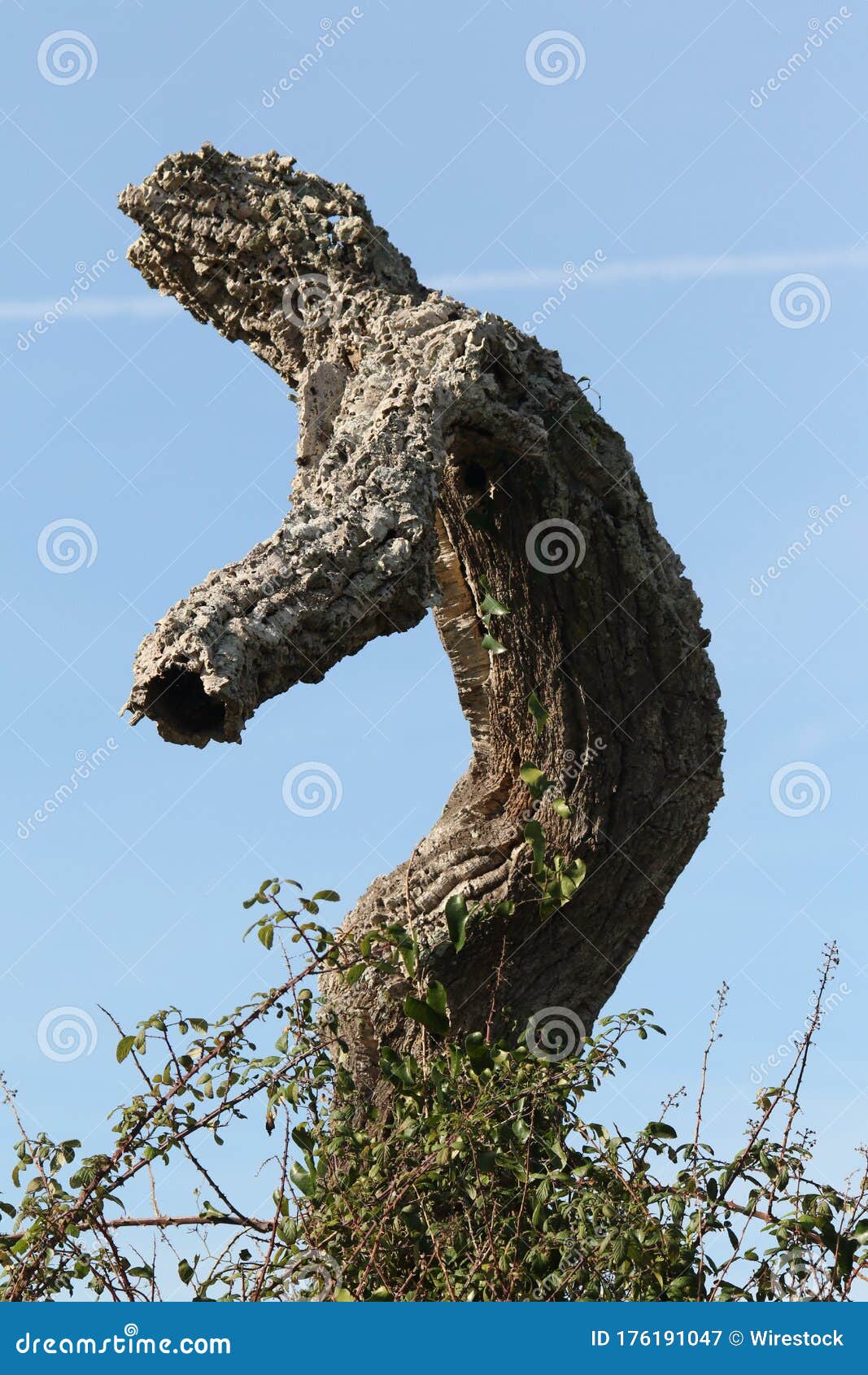 Vertical Picture of a Tree with a Human Shape Under the Sunlight and a ...