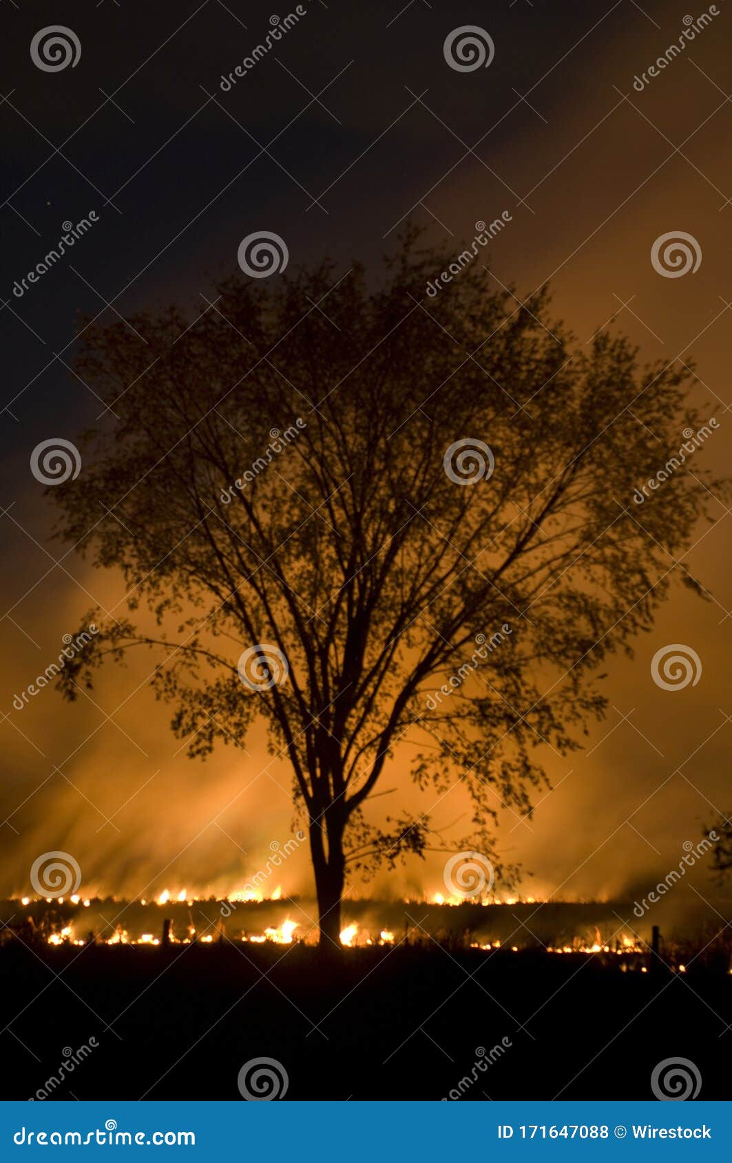 Vertical Picture of a Tree in a Park with Fires on the Background ...