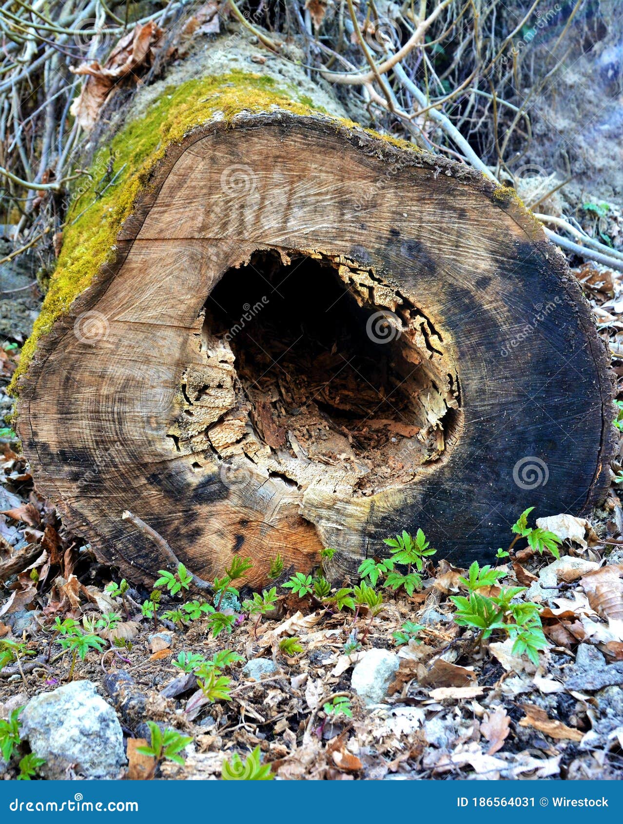 Vertical Picture of a Tree Stump with a Hole in the Forest Stock Image ...