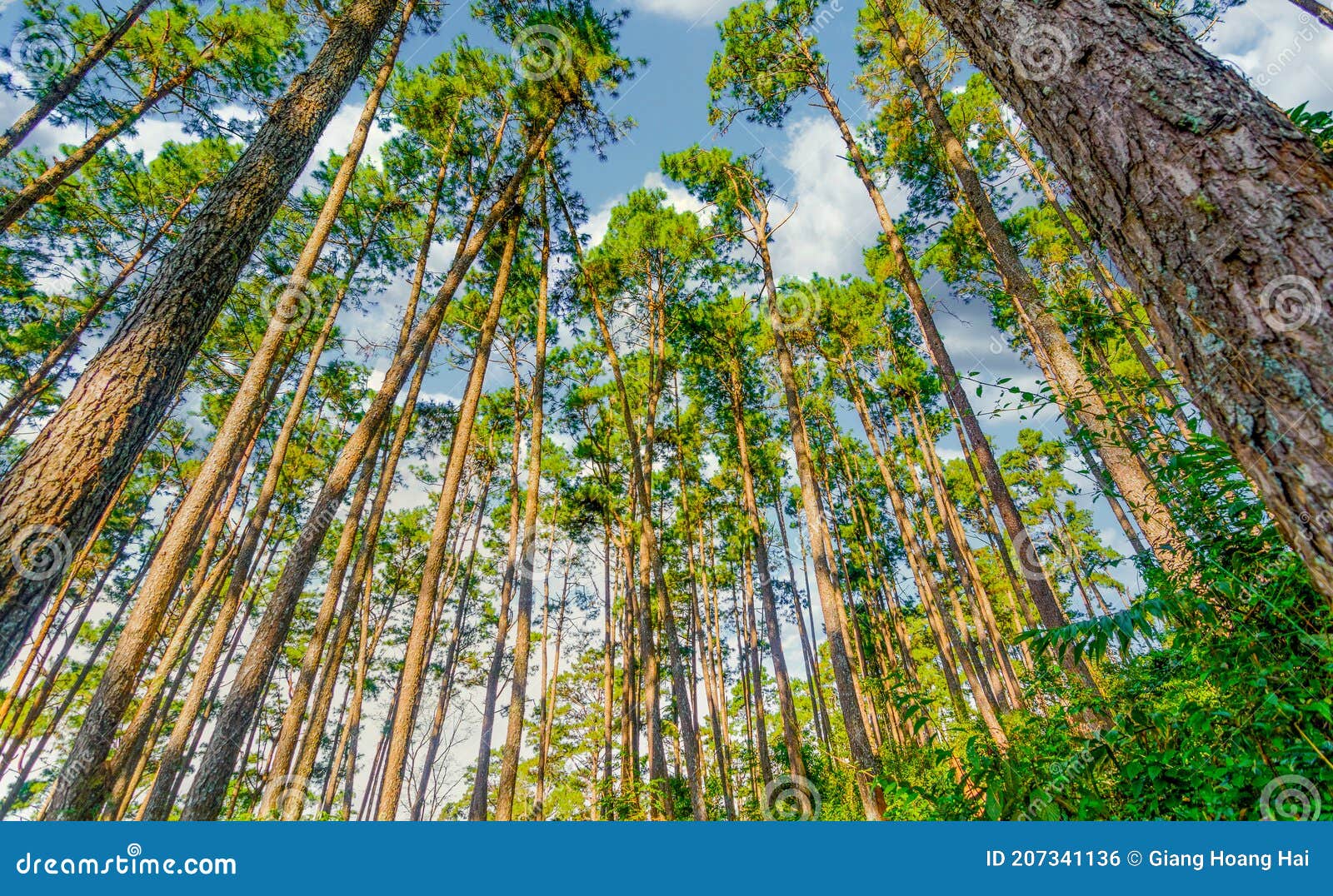 Vertical Pine Trees in the Forest Stock Photo - Image of fair, hiking ...