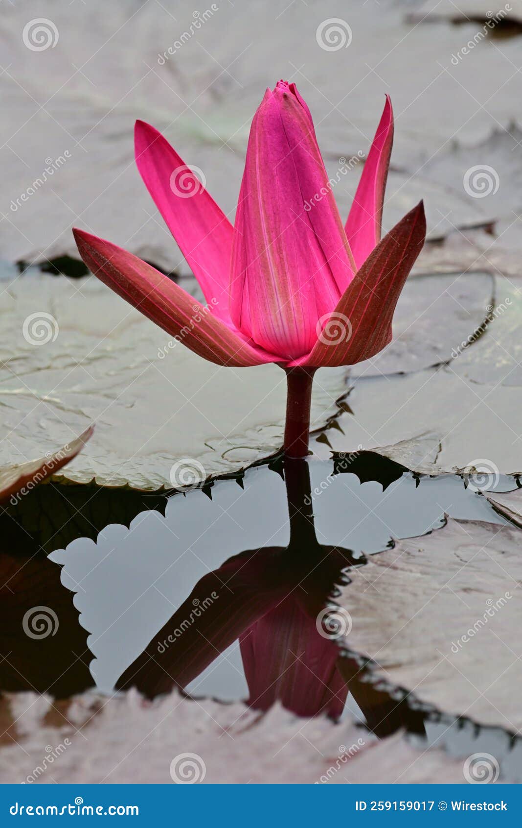Vertical of a Pink Lotus Flower in the Water. Stock Image - Image of ...