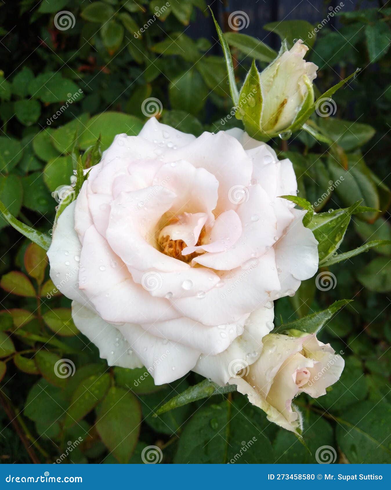 Vertical Pink Rose with Water Droplets Backdrop Design Template Stock ...