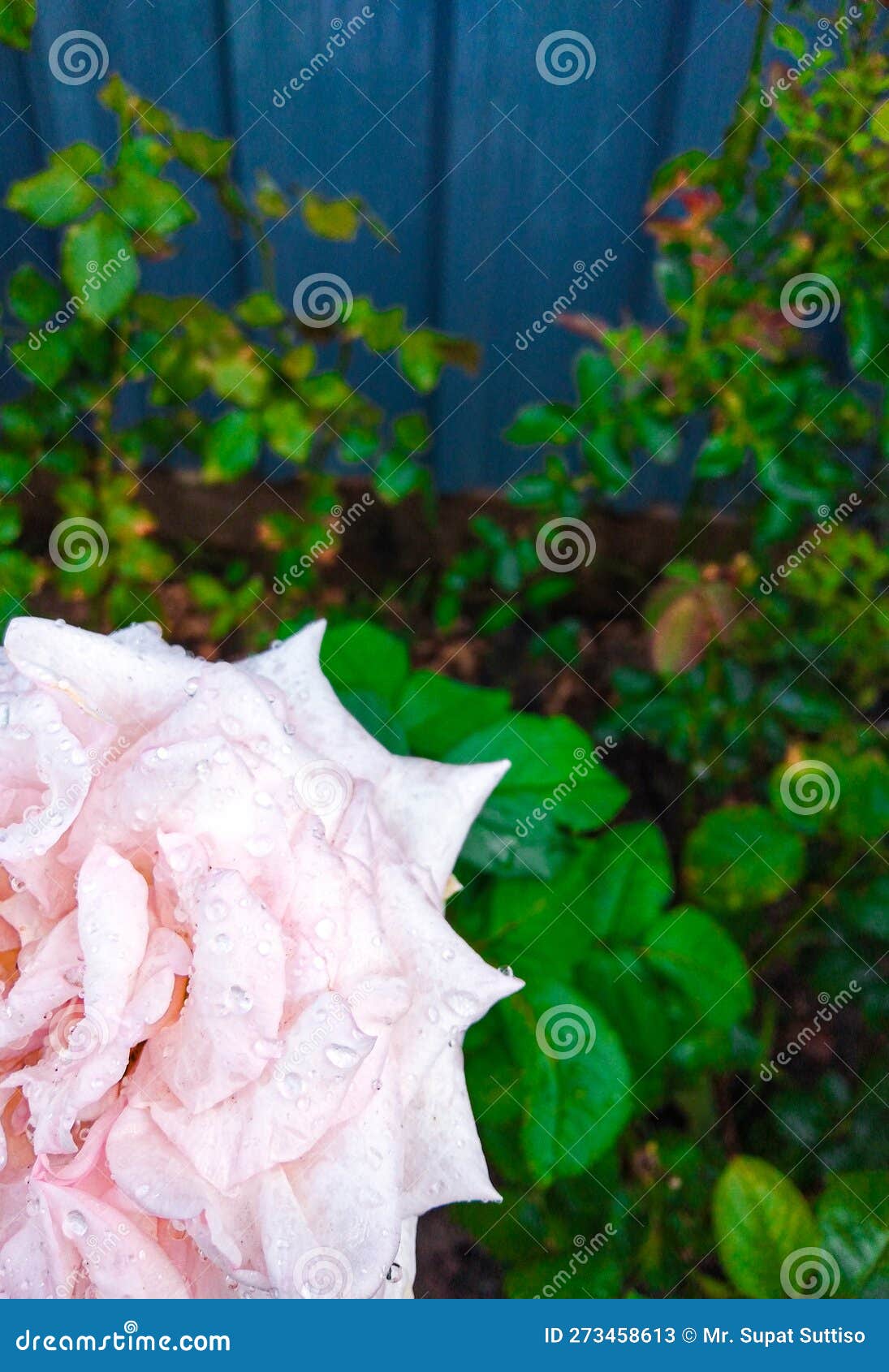 Vertical Pink Rose with Water Droplets Backdrop Design Template Stock ...