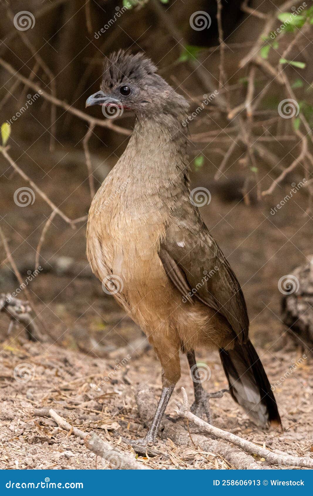 Vertical of a Plain Chachalaca Standing on the Ground. Stock Image ...