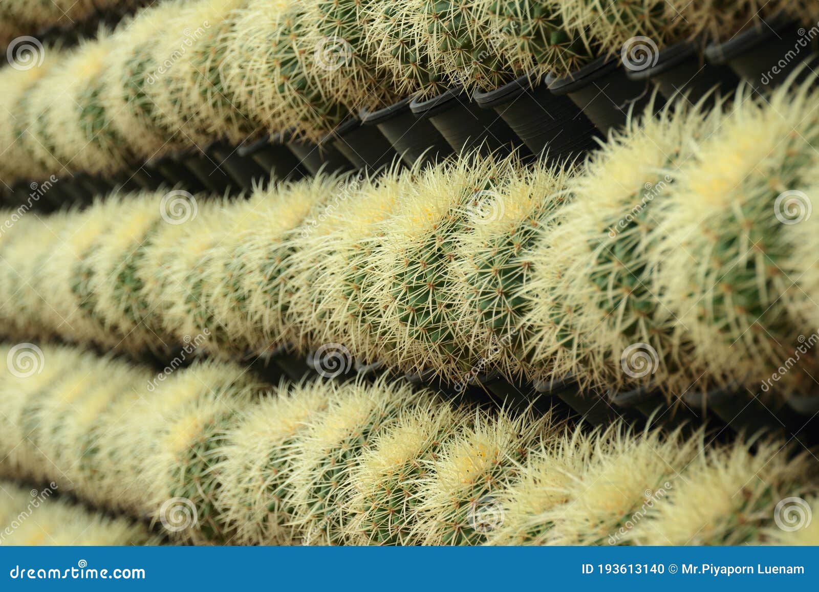 Vertical Planting of Cactus Arranged in Beautiful Rows. Stock Photo ...