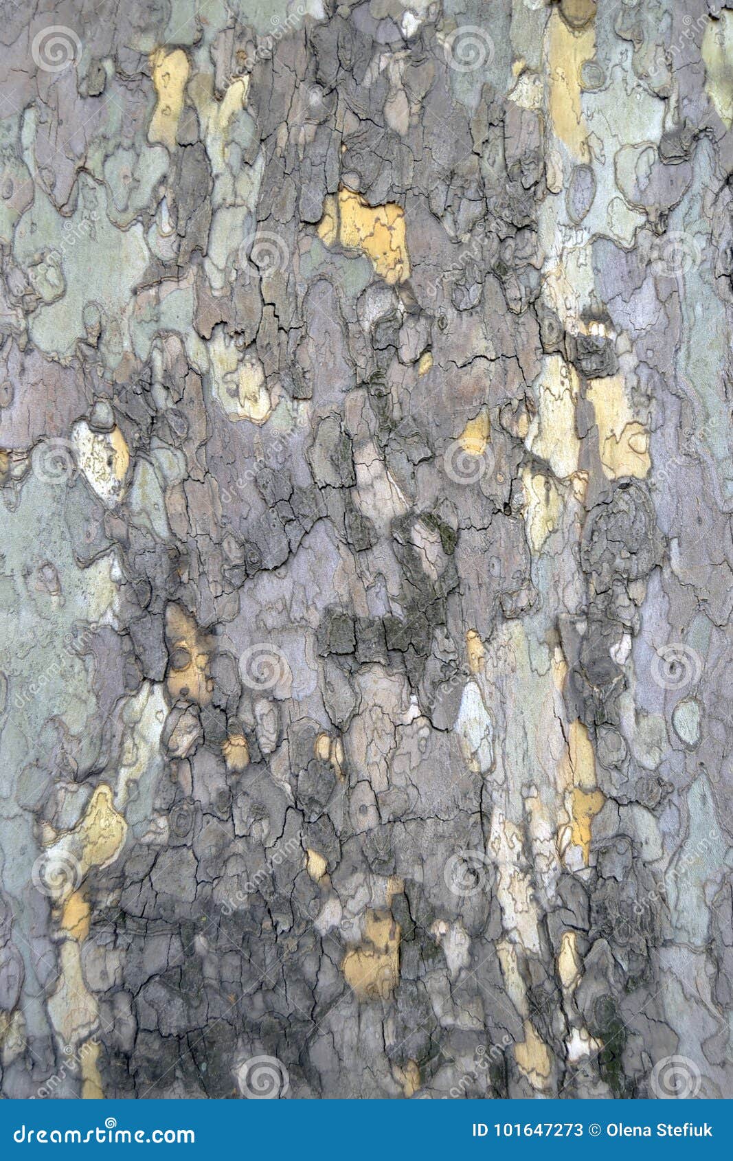 Vertical Platanus Tree Bark Texture Stock Image - Image of togetherness ...