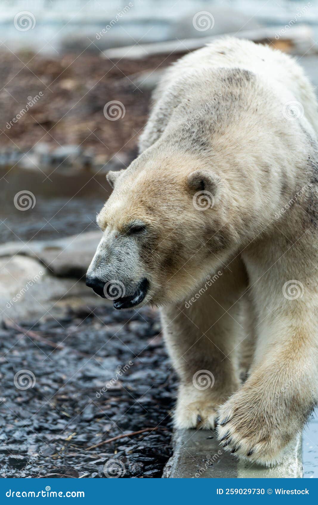 Vertical of a Polar Bear in the Zoo. Stock Photo - Image of wild, polar ...