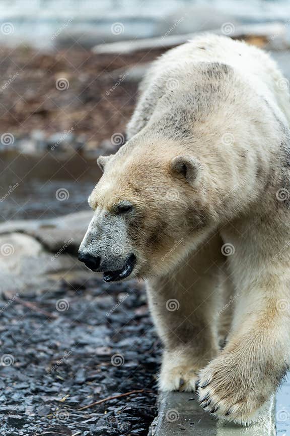 Vertical of a Polar Bear in the Zoo. Stock Photo - Image of wild, polar ...