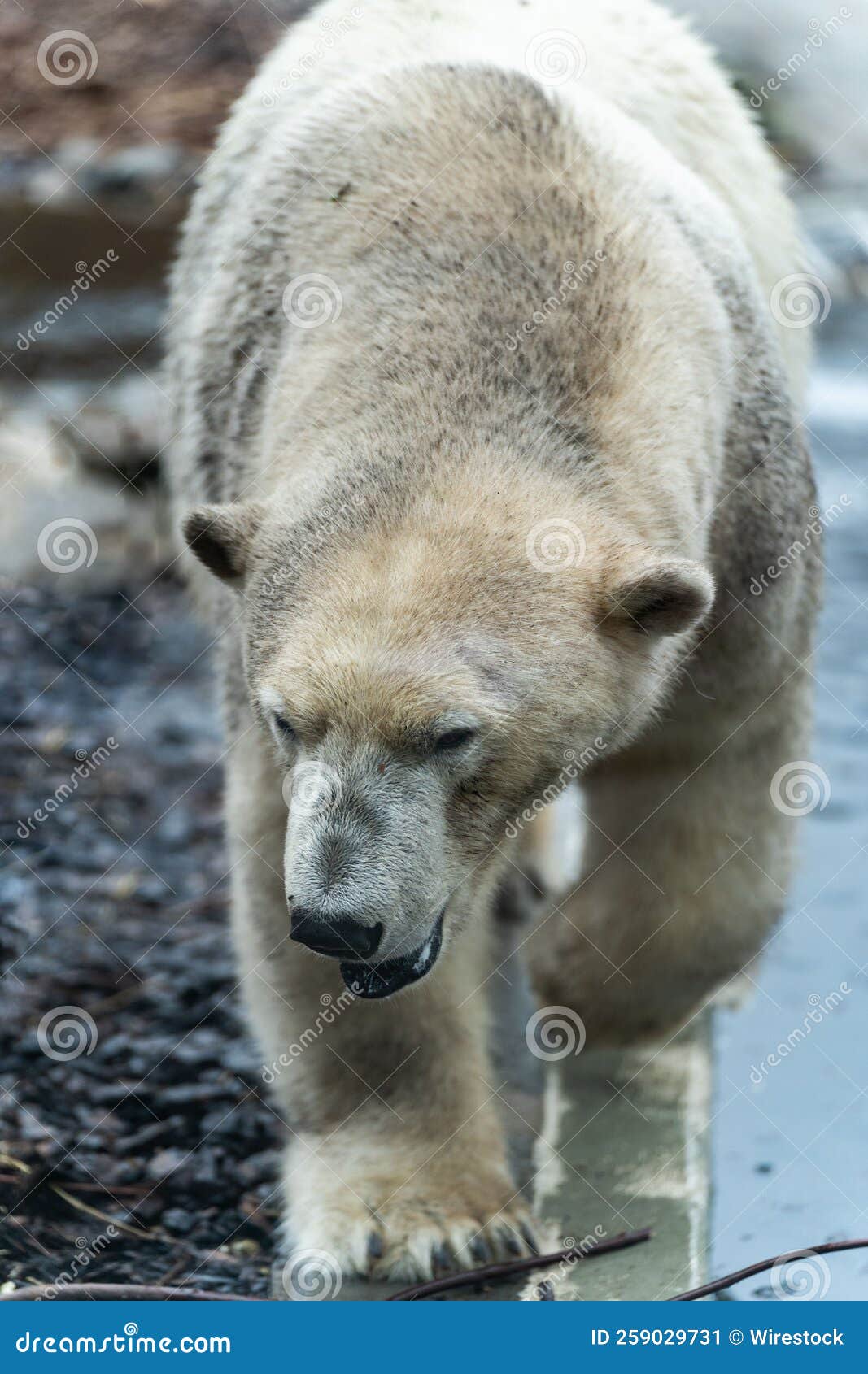 Vertical of a Polar Bear in the Zoo. Stock Image - Image of water ...