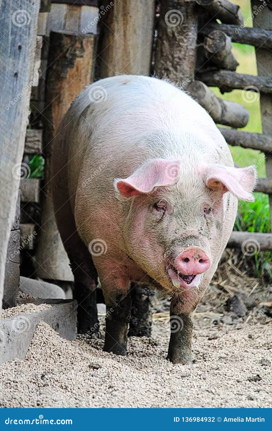 A Vertical Portait of a Hairy Farm Pig Stock Photo - Image of organic ...
