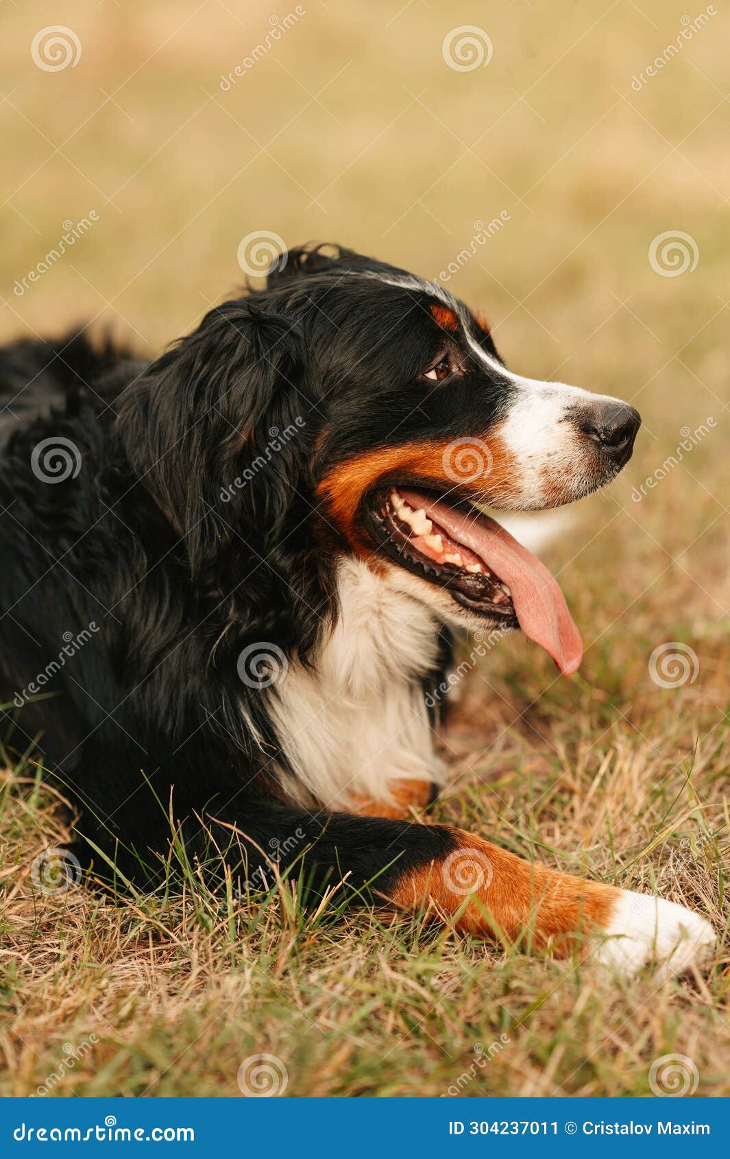 Vertical Portrait of Bernese Mountain Dog Laying Down on Grass Resting ...