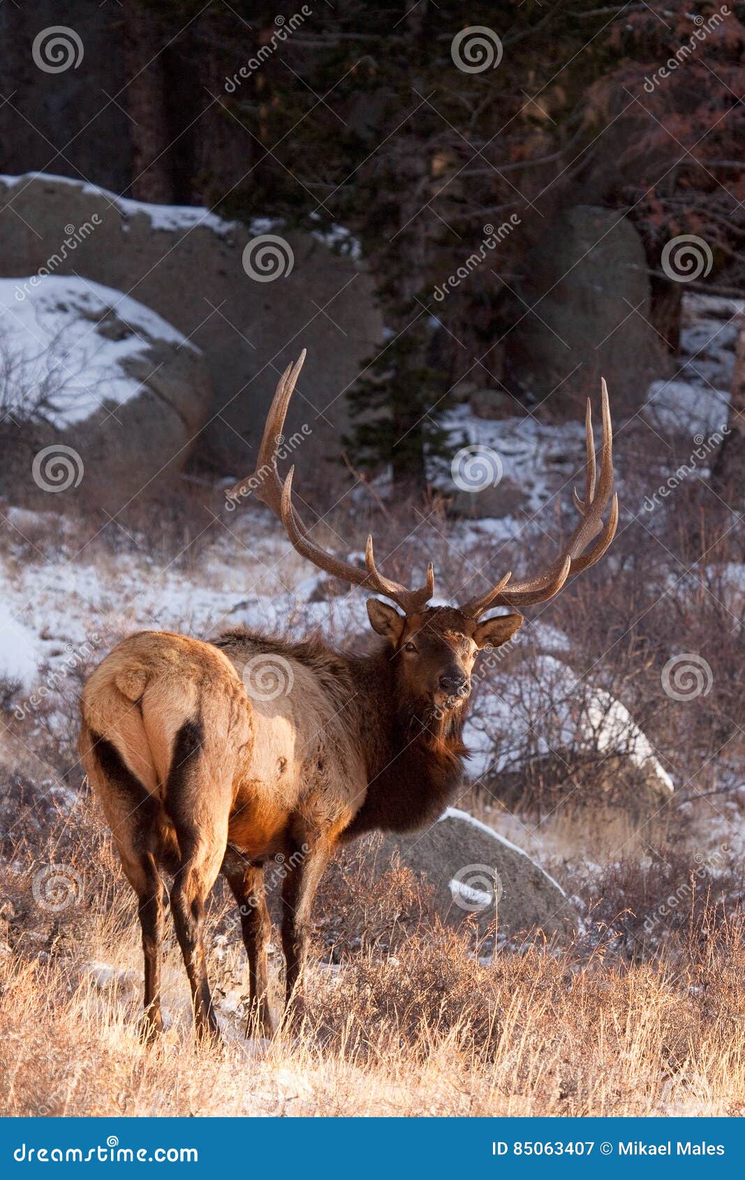 Vertical Portrait of Big Bull Elk Stock Image - Image of portrait, bull ...