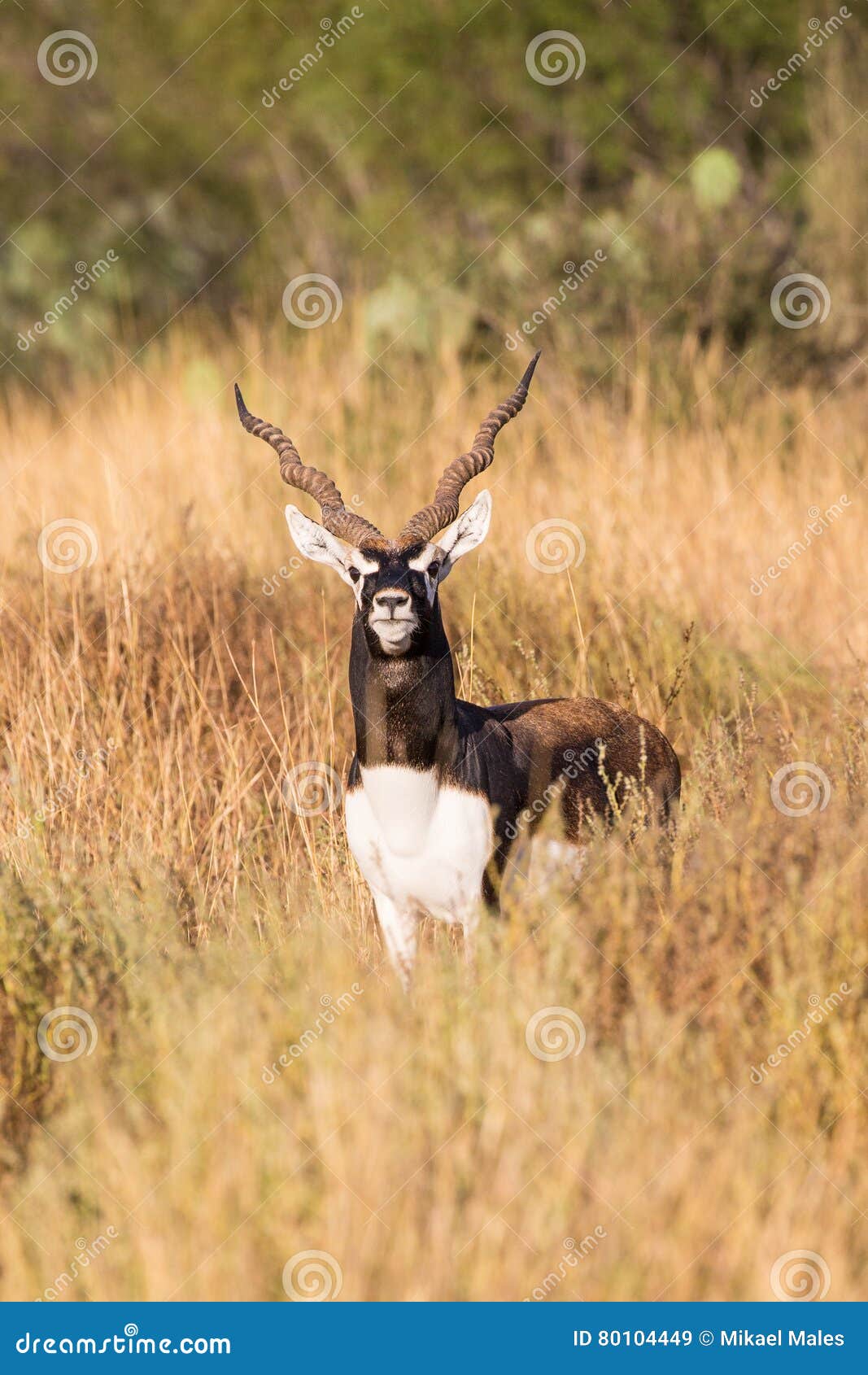 Blackbuck Royalty-Free Stock Photography | CartoonDealer.com #111270947