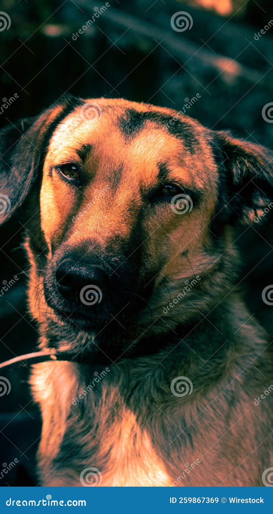 Vertical Portrait of a Brown Dog Stock Image - Image of animal, cute ...