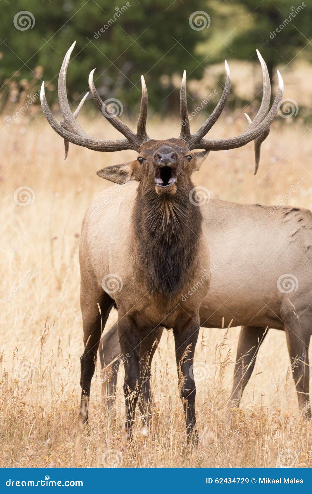 Vertical Portrait of Bull Elk Bugling Stock Image - Image of calling ...