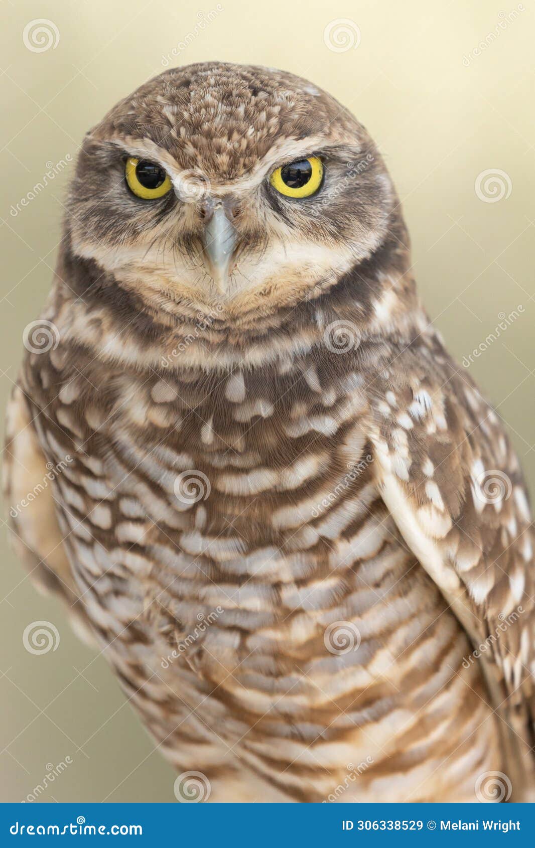 Vertical Portrait of a Burrowing Owl in Soft Light Stock Image - Image ...