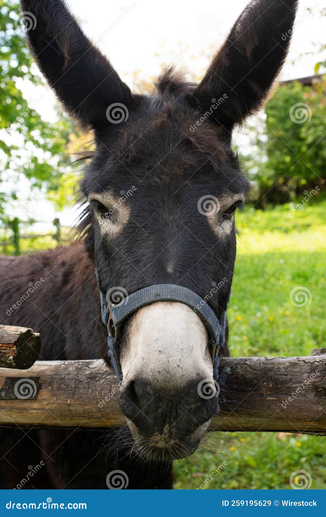 Vertical Portrait of a Cute Pyrenean Donkey Behind the Wooden Fence in ... Vertical Portrait of a Cute Pyrenean Donkey Behind the Wooden Fence in ...