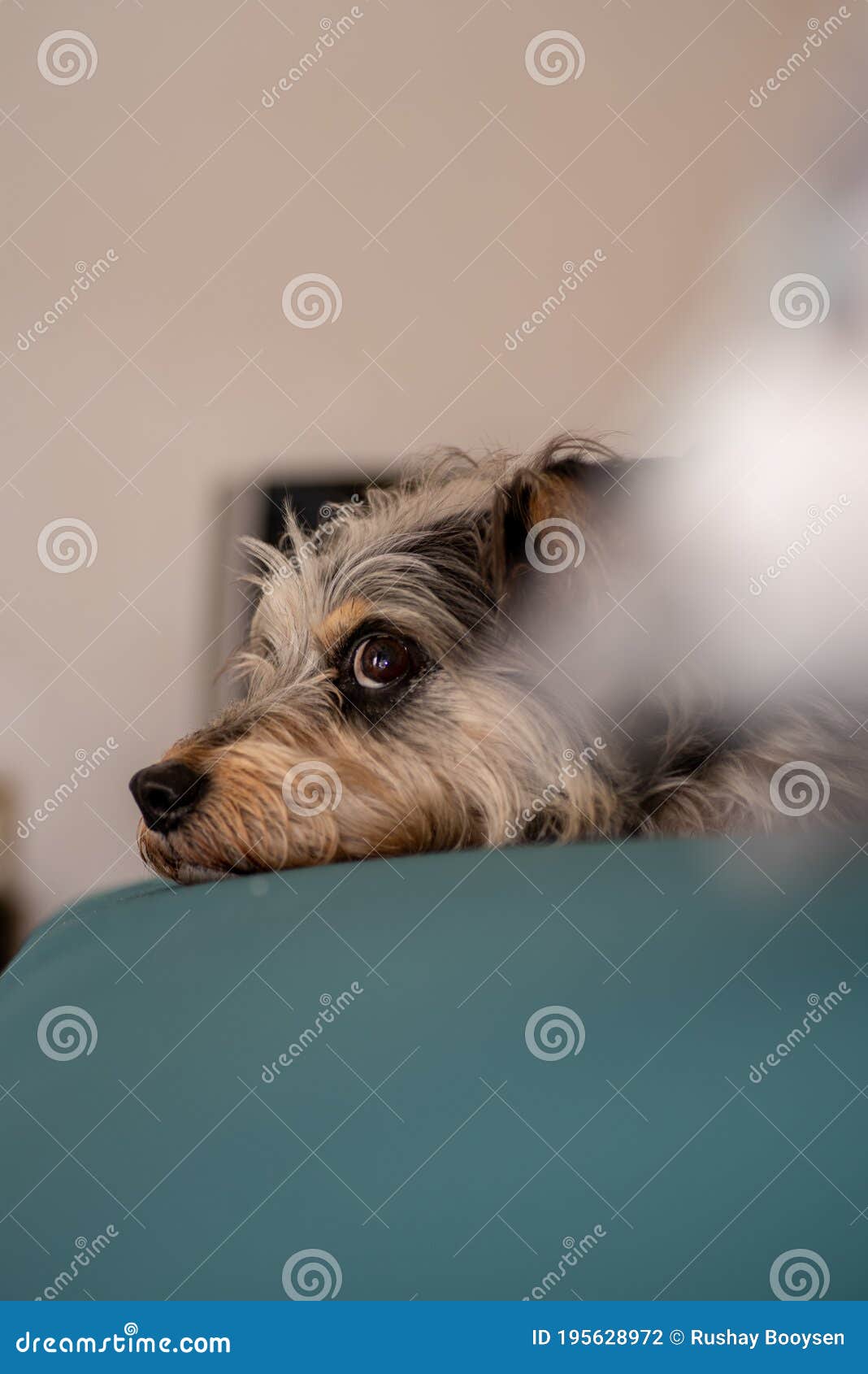 Vertical Portrait of Dog Resting Head on Couch Stock Photo - Image of ...