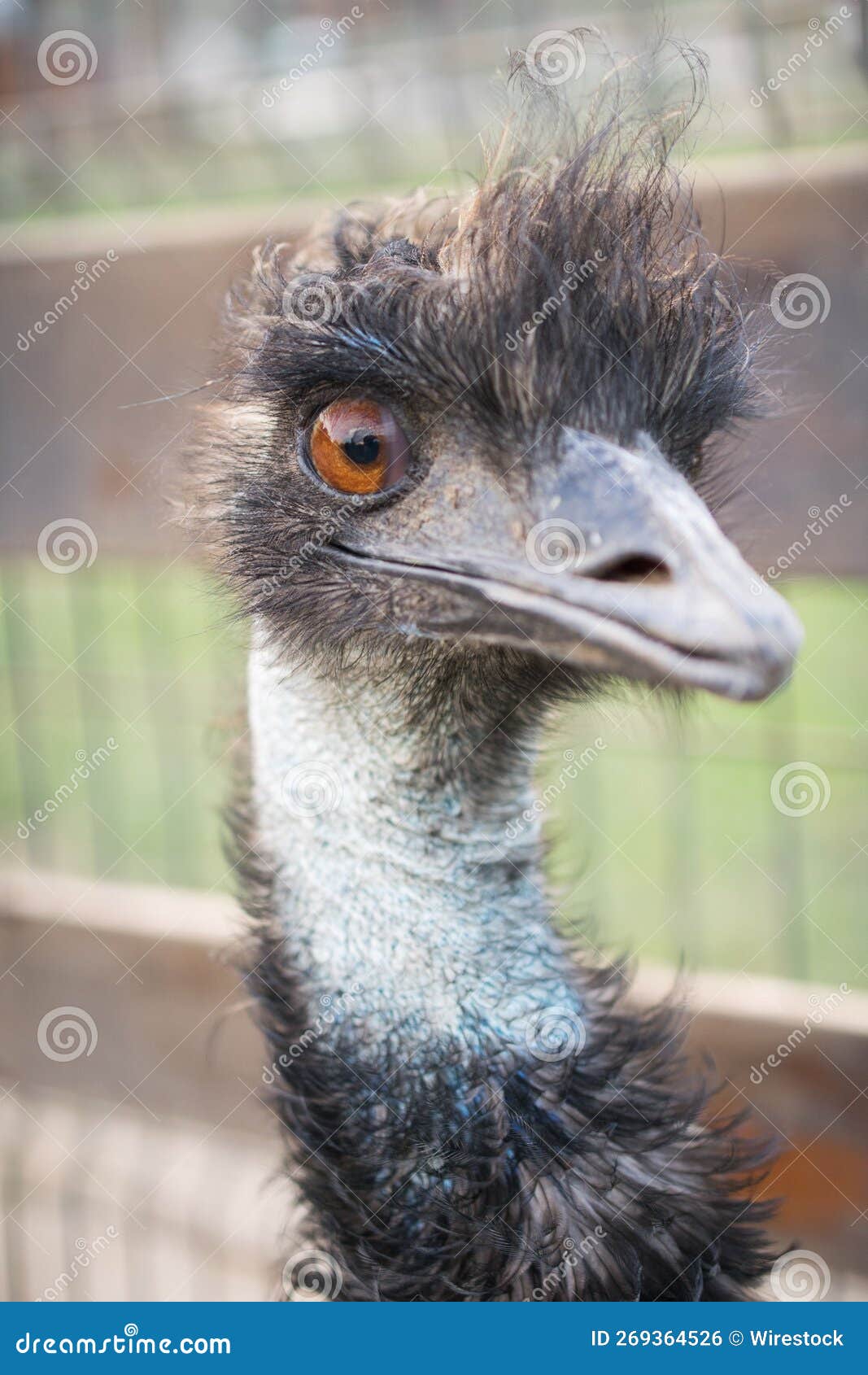 Vertical Portrait of a Funny Emu Looking Surprisingly Stock Photo ...