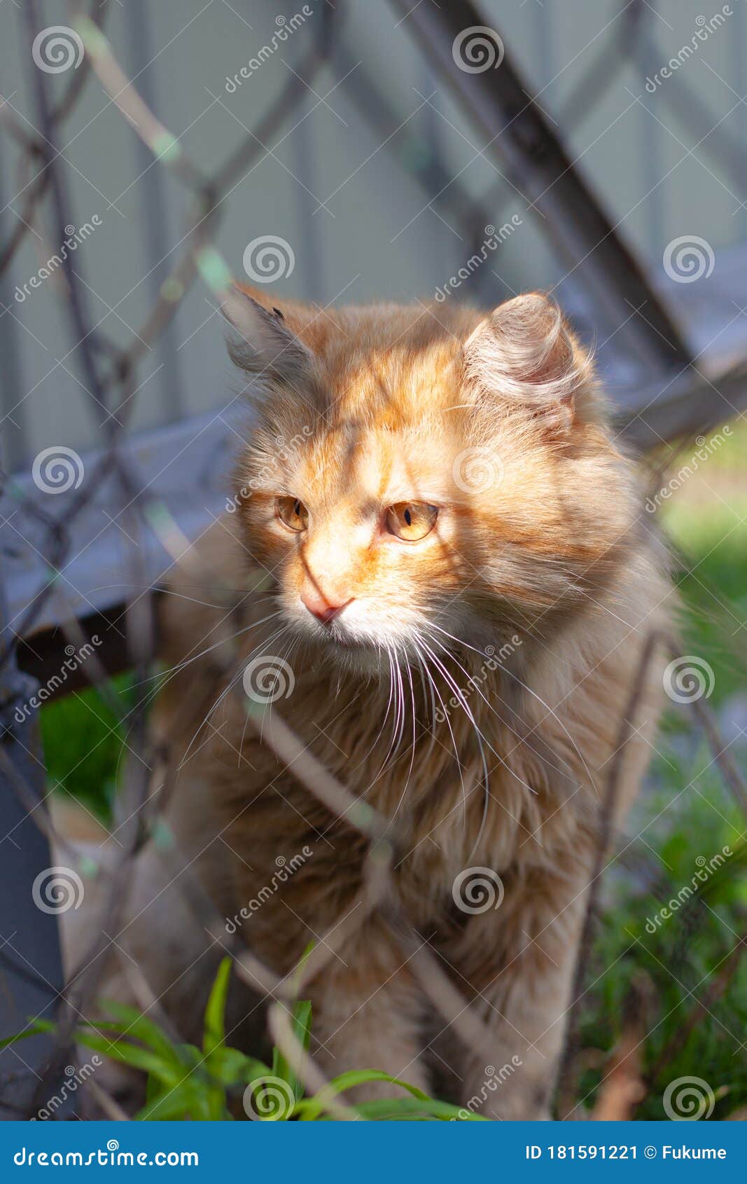 Vertical Portrait of a Ginger Cat Behind Bars Stock Image - Image of ...
