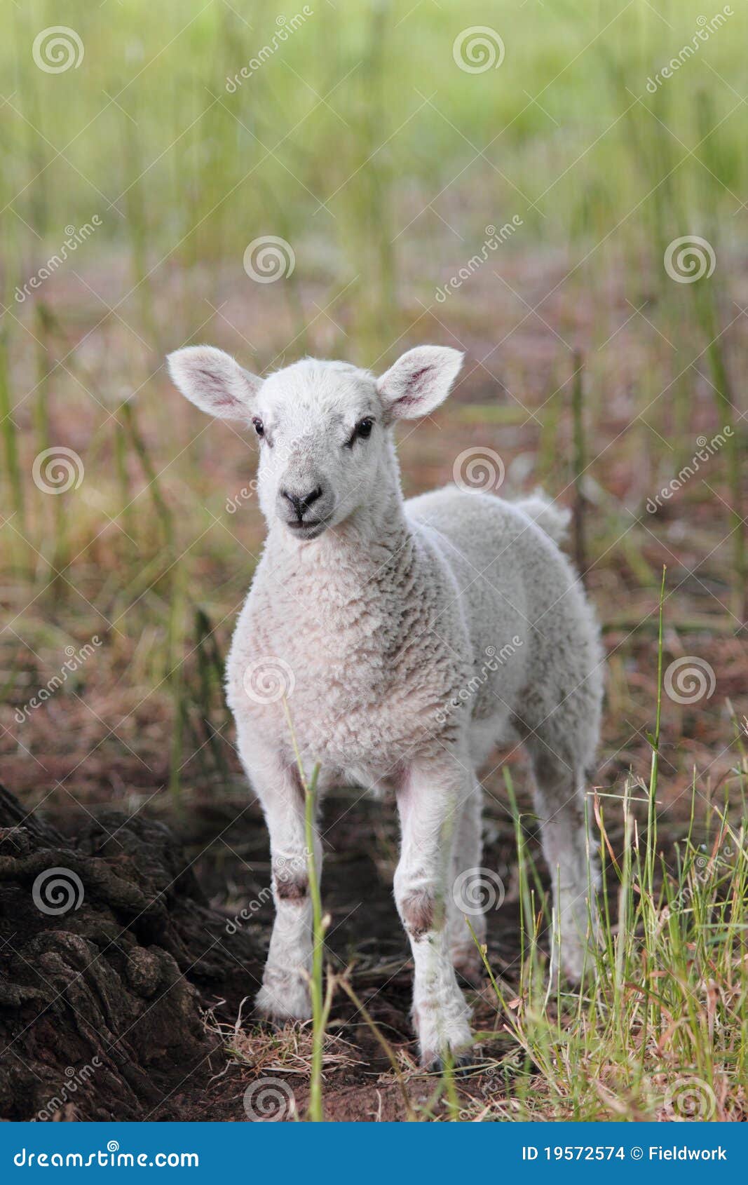 Vertical Portrait of Incredibly Cute Spring Lamb I Stock Photo - Image ...