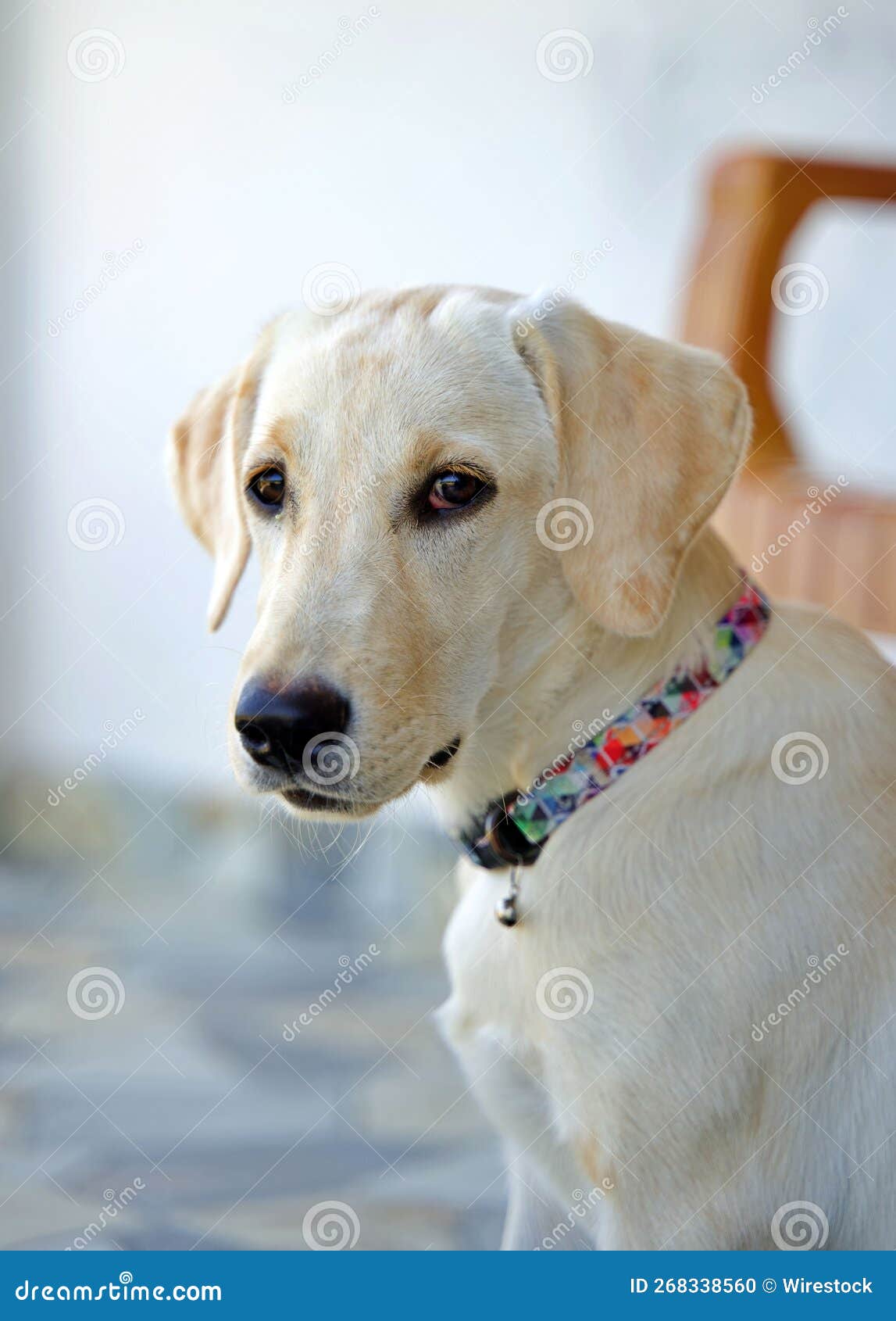 Vertical Portrait of a Labrador Retriever Puppy Looking into the Camera ...