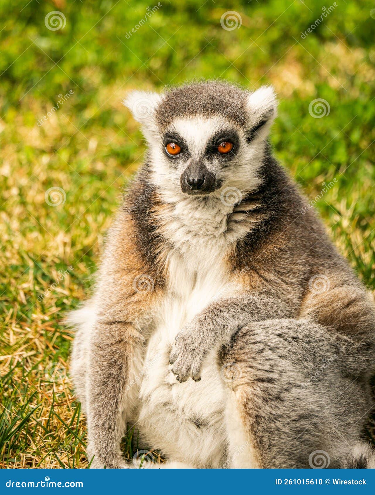 Vertical Portrait of a Lemur Sitting on Green Grass Stock Photo - Image ...