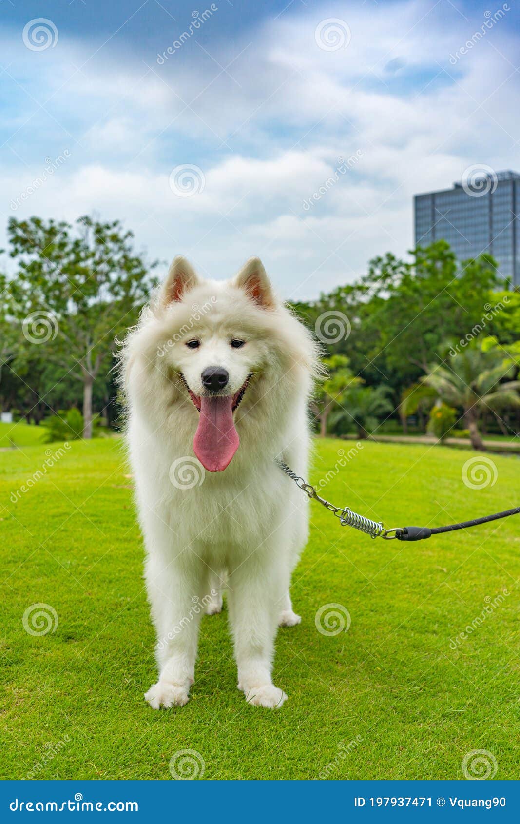 Vertical Portrait of Smiling Samoyed Dog in the Park Stock Image ...