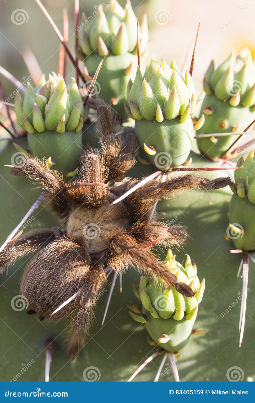 Vertical Portrait of Taranchula Stock Image - Image of scary, close ...