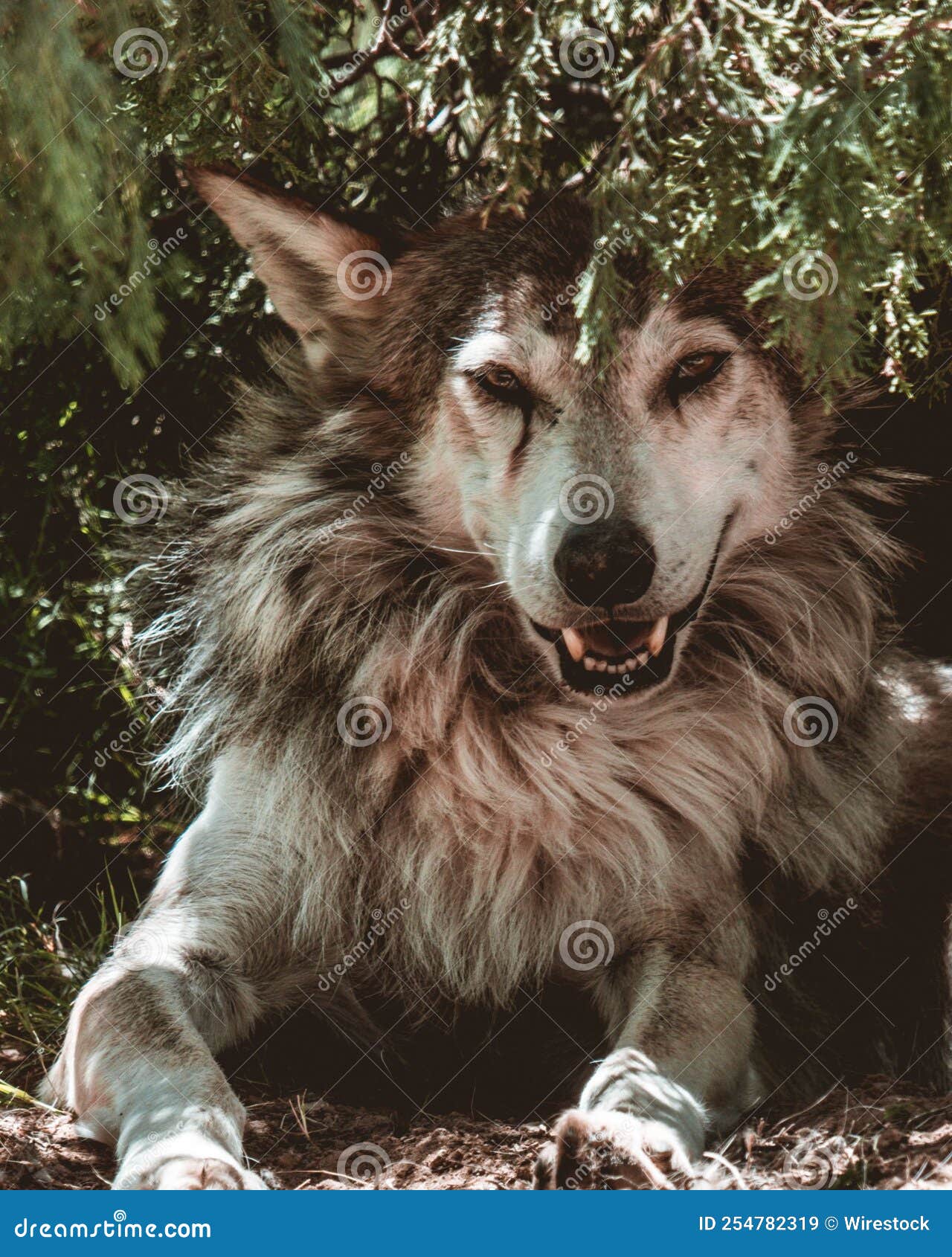 Vertical Portrait of a Wolf Lying Under a Shrub in a Forest Stock Image ...