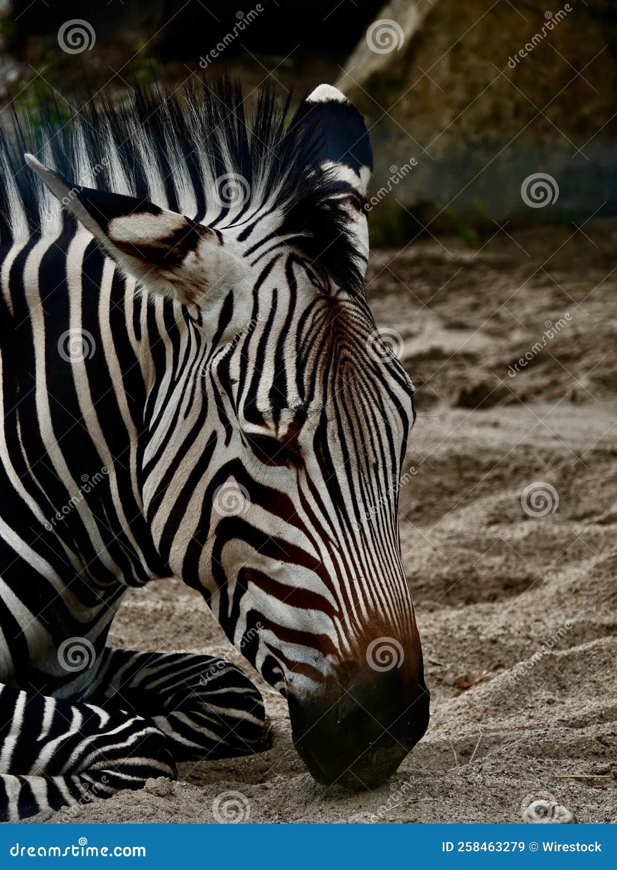 Vertical Portrait of a Zebra Resting on the Sandy Ground Stock Image ...