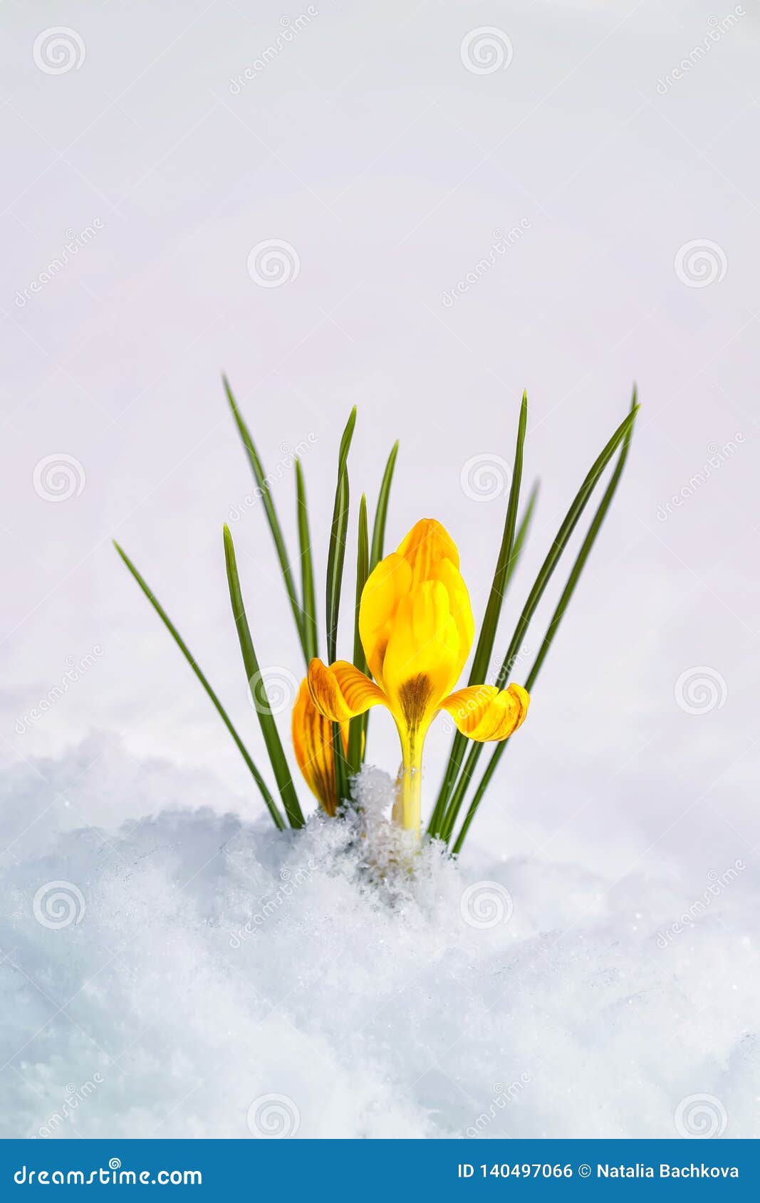 Vertical Postcard with the First Delicate Yellow Flowers Crocuses ...