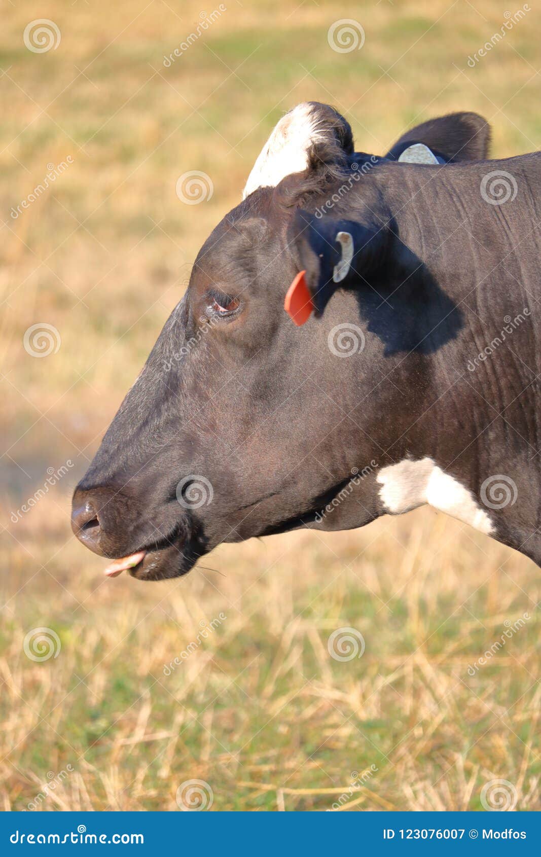 Vertical Profile Holstein Dairy Cow Stock Image - Image of sunlit, ears ...