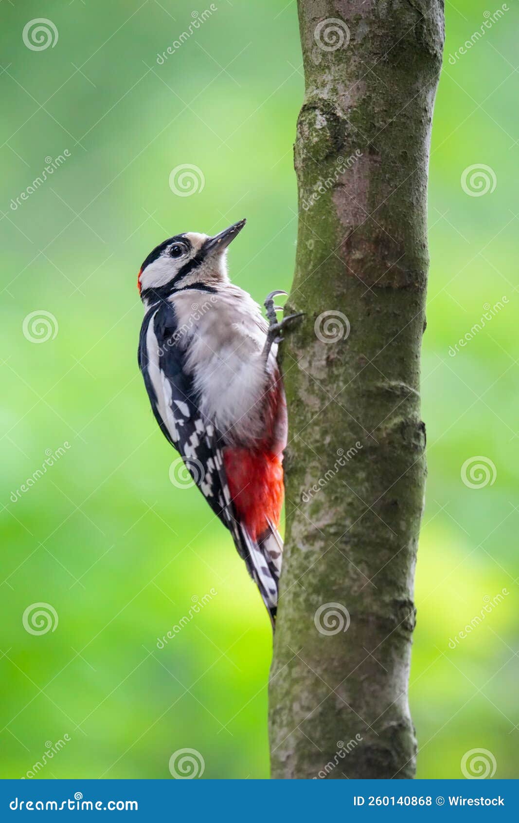 Vertical Profile View of a Great Spotted Woodpecker Perching on a Tree ...