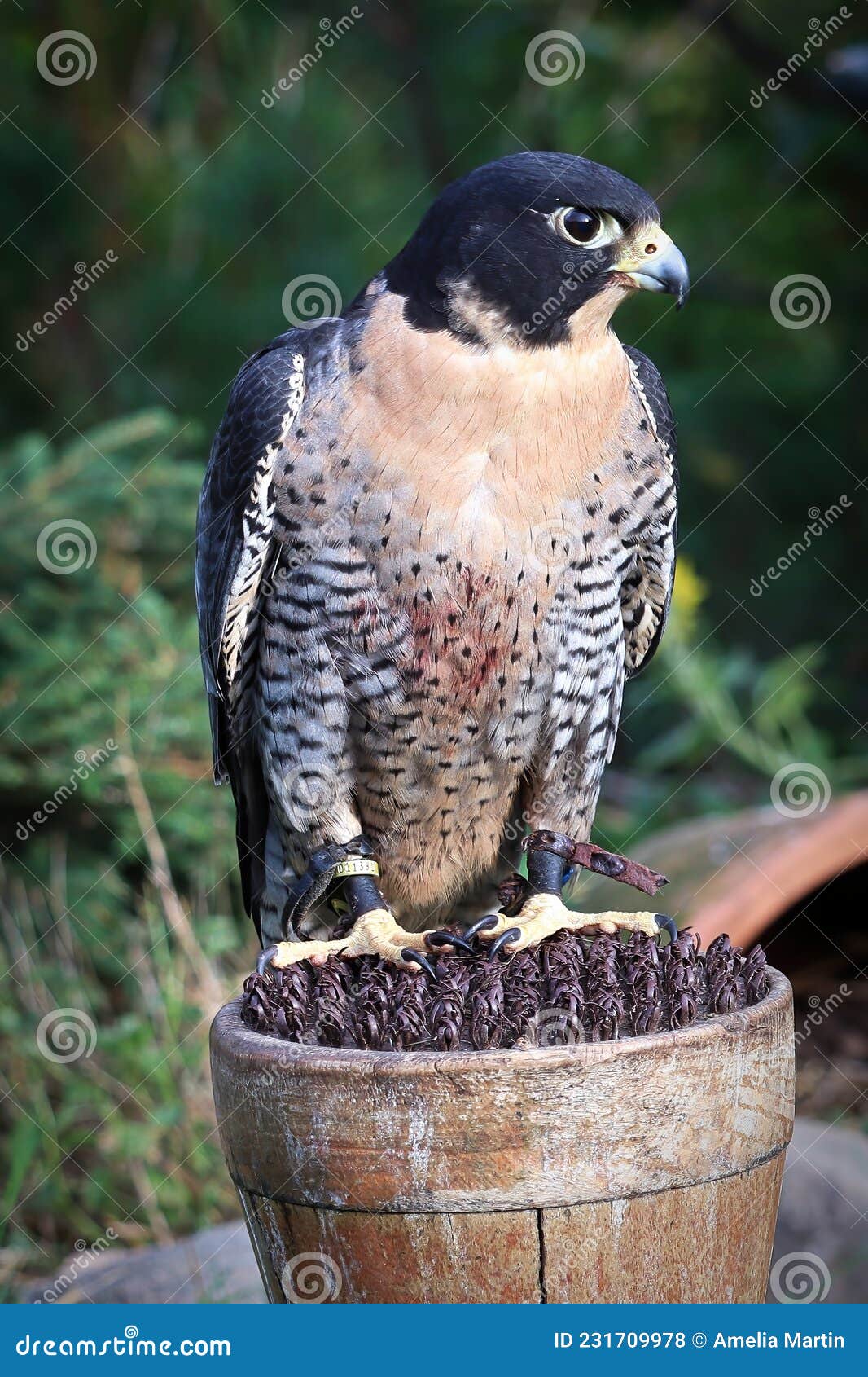 Vertical Protrait of a Peregrine Falcon on a Perch Stock Photo - Image ...