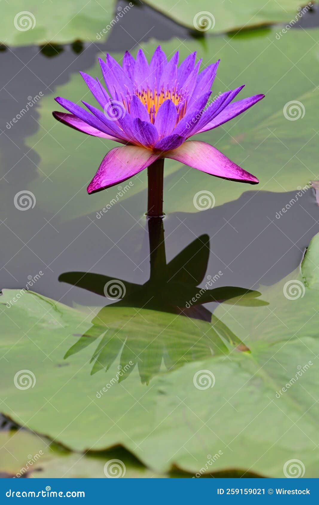 Vertical of a Purple Lotus Flower in the Water. Stock Image - Image of ...