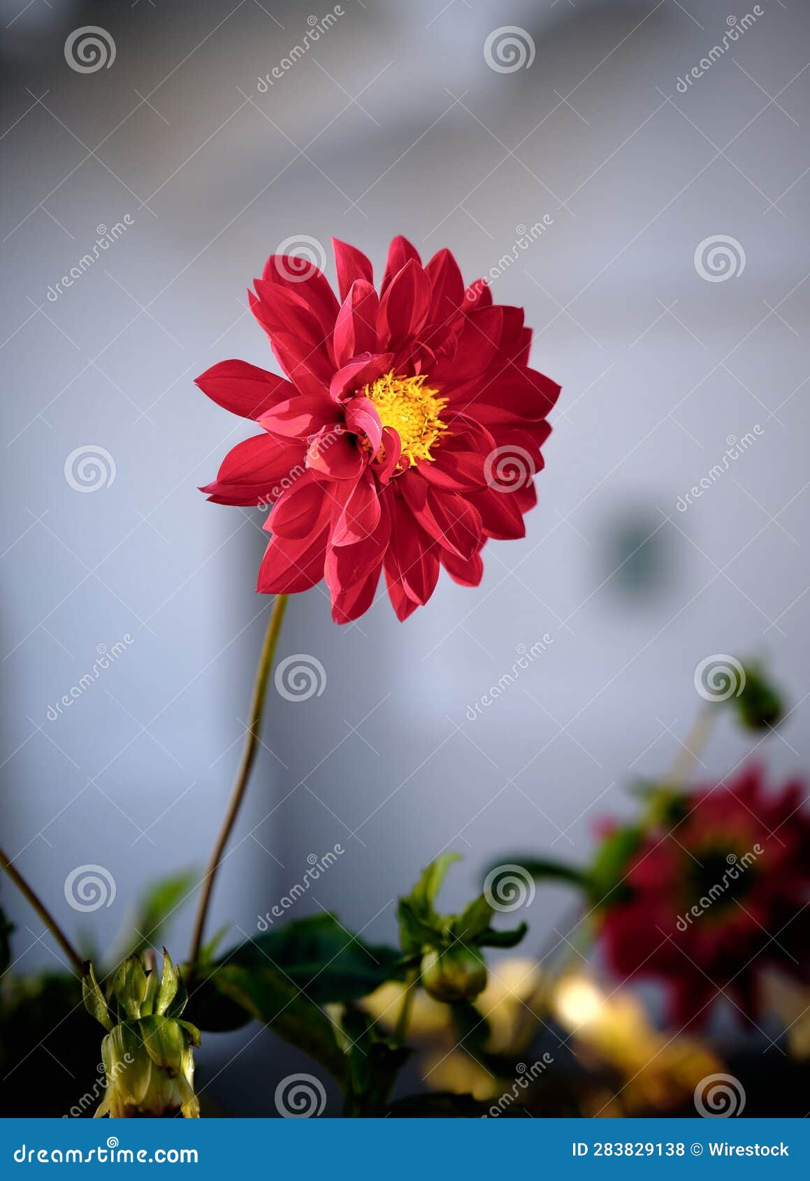 Vertical of a Red Cosmos Flower Growing in a Garden Stock Photo - Image ...