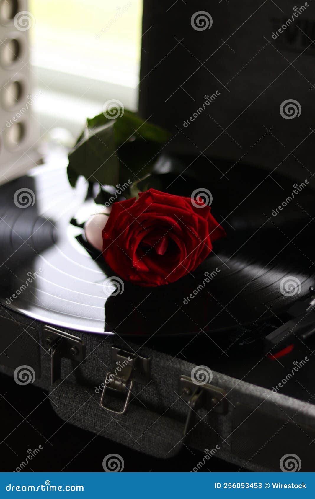Vertical of a Red Rose on a Vinyl Record. Stock Image - Image of ...
