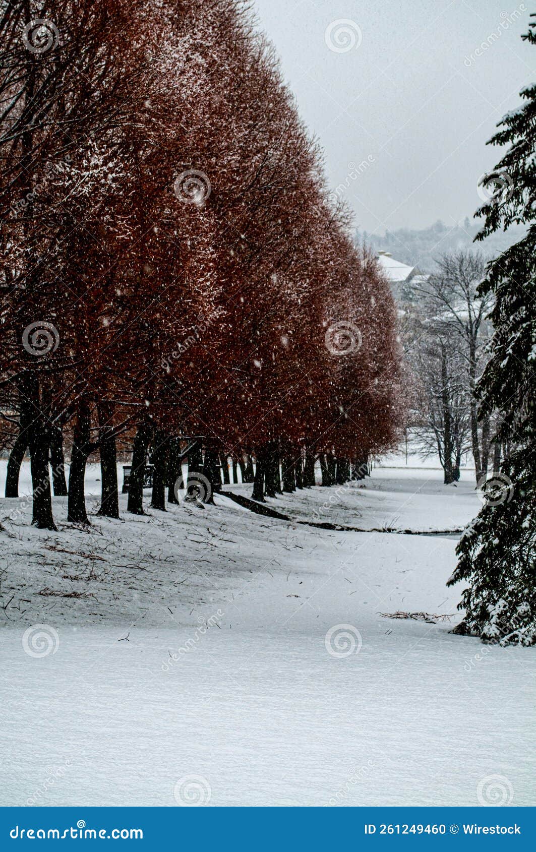 Vertical of Red Trees in Snow in Winter. Stock Photo - Image of nature ...