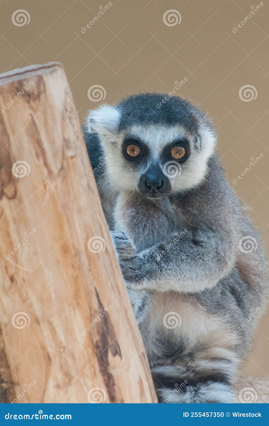 Vertical of a Ring-tailed Lemur Looking Straight. Stock Photo - Image ...