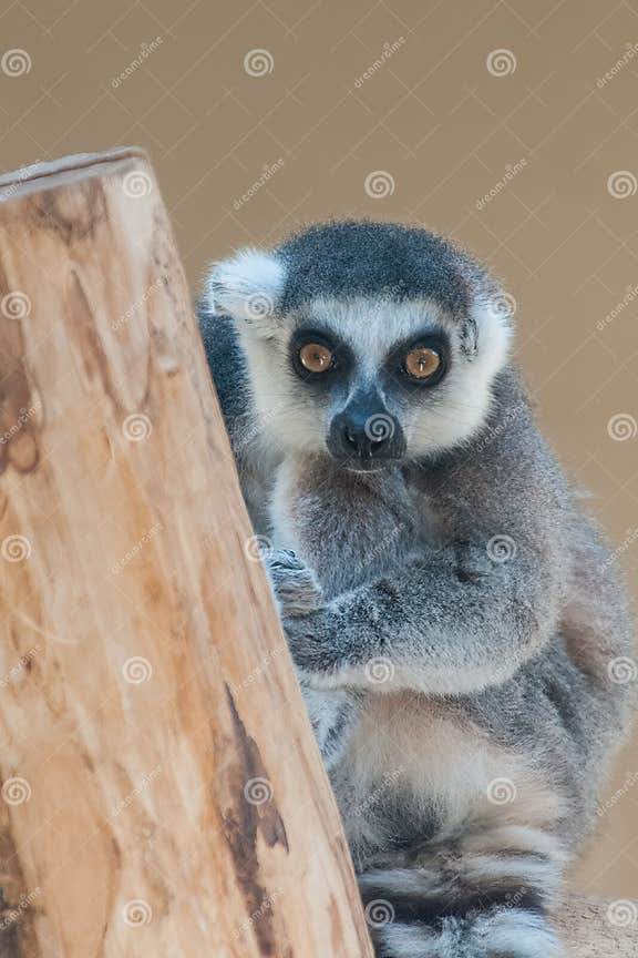 Vertical of a Ring-tailed Lemur Looking Straight. Stock Photo - Image of beauty, mammal: 255457350